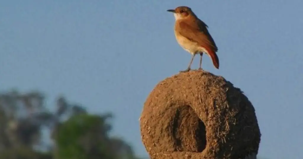 La leyenda del hornero que todo argentino debe conocer